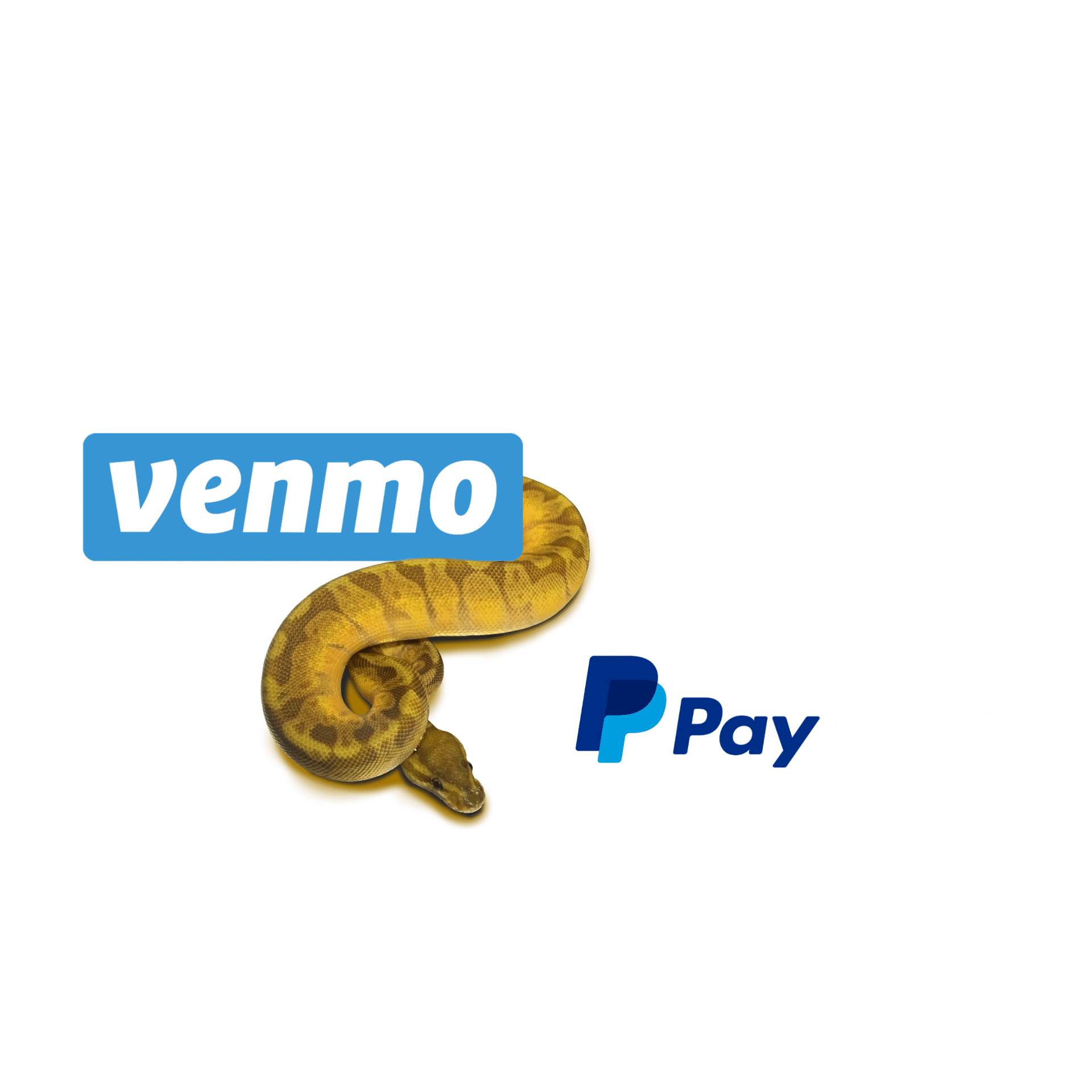 Freedom Breeder Rodent & Reptile Rack Systems - Ball Pythons