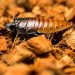 CocoBlox - Premium Coconut Substrate by Freedom Breeder