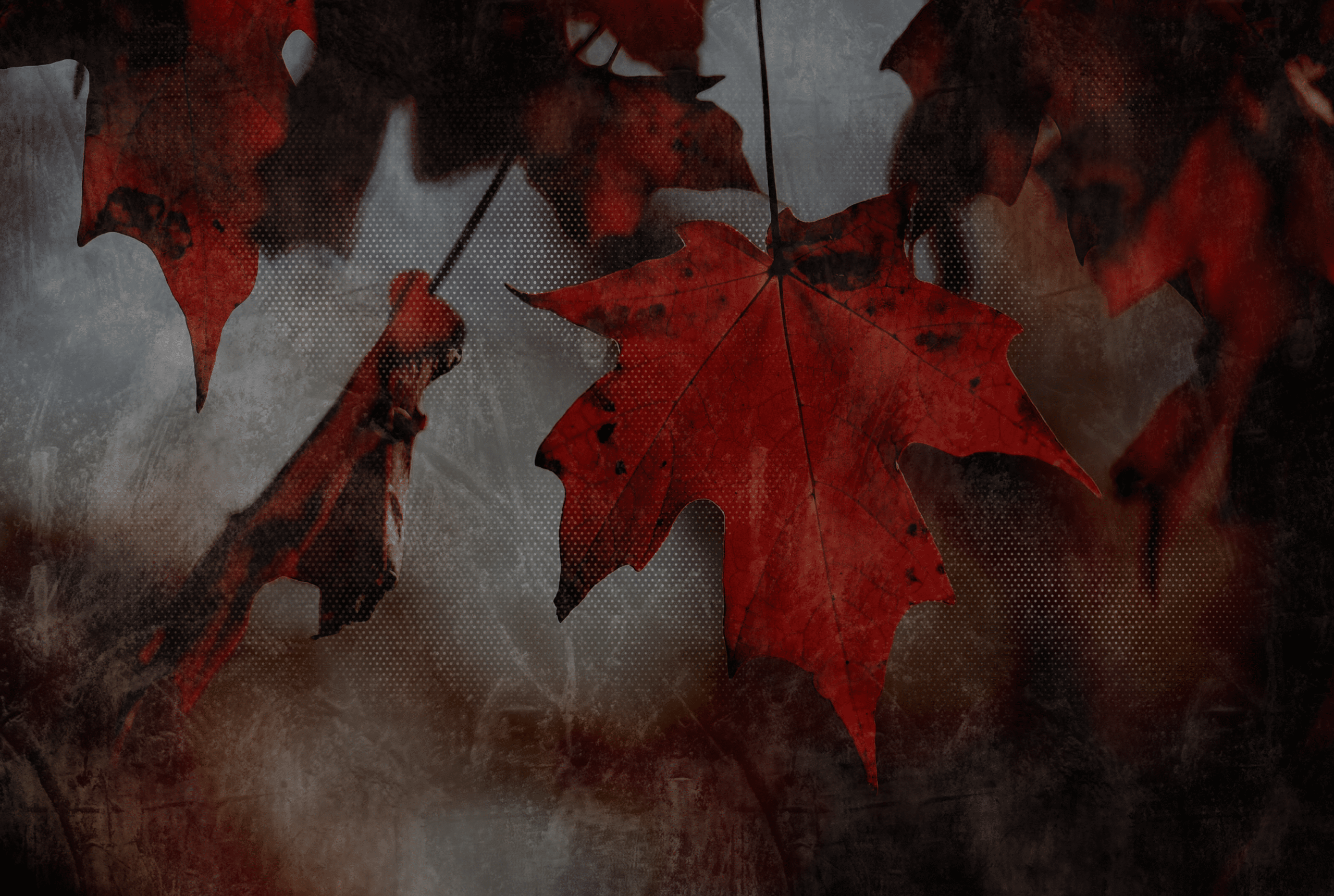 Freedom Breeder Rodent & Reptile Rack Systems - Ball Pythons